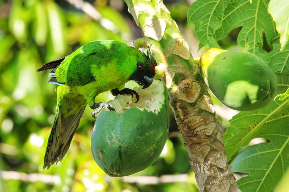 The horned parakeet looks like a tiny green dragon - Australian Geographic