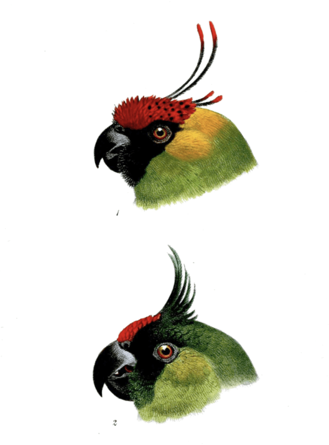 The horned parakeet looks like a tiny green dragon - Australian Geographic