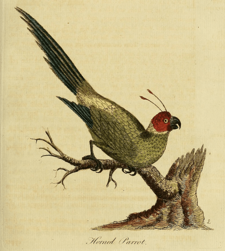 The horned parakeet looks like a tiny green dragon - Australian Geographic