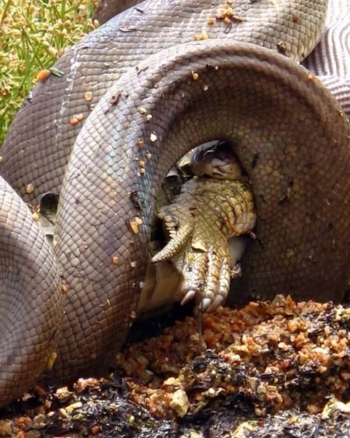 See a python swallow an Australian freshwater crocodile whole ...