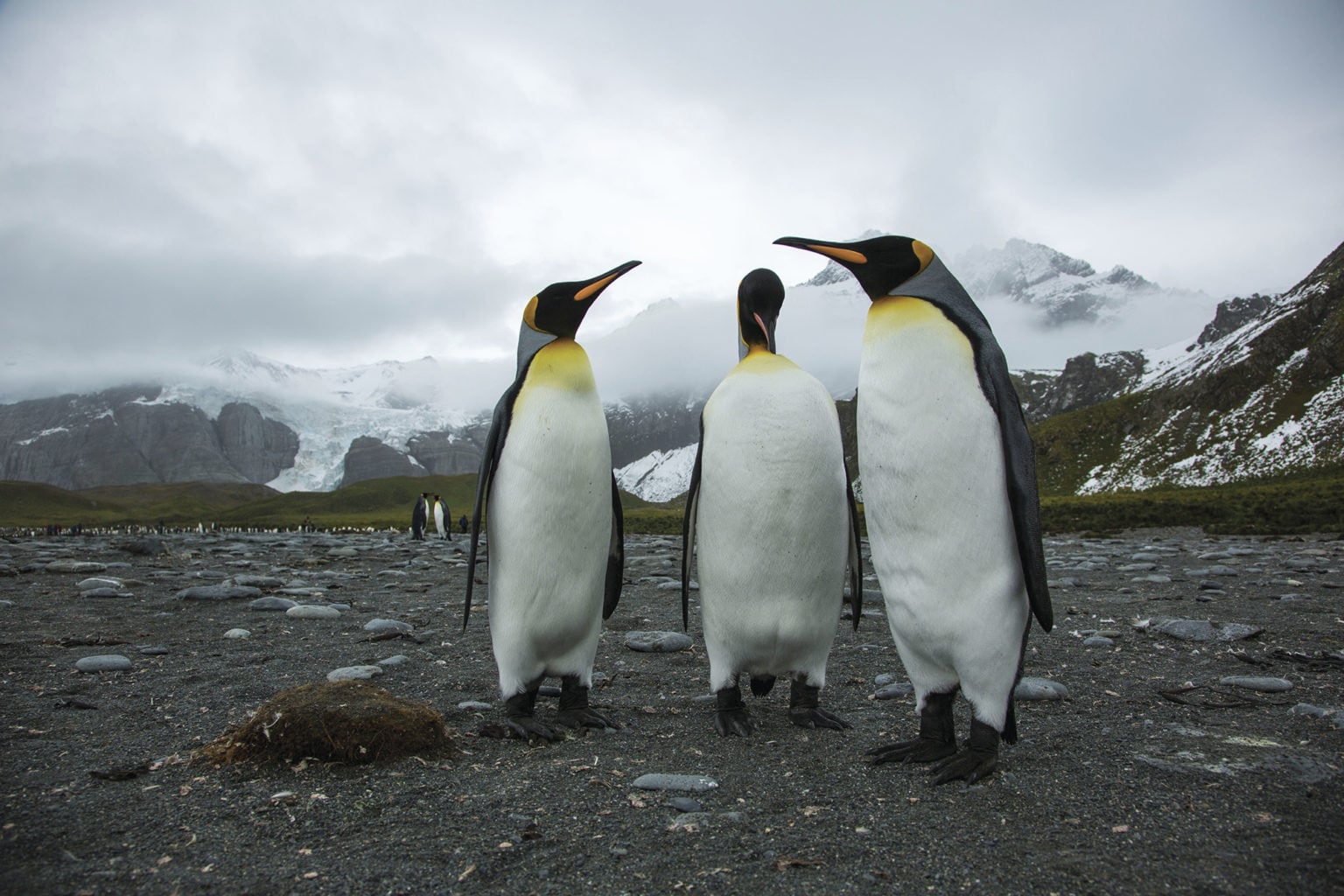 A concise history of Antarctic exploration - Australian Geographic