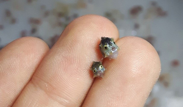 Rare baby sunfish reveal early life of one of the ocean’s weirdest fish ...