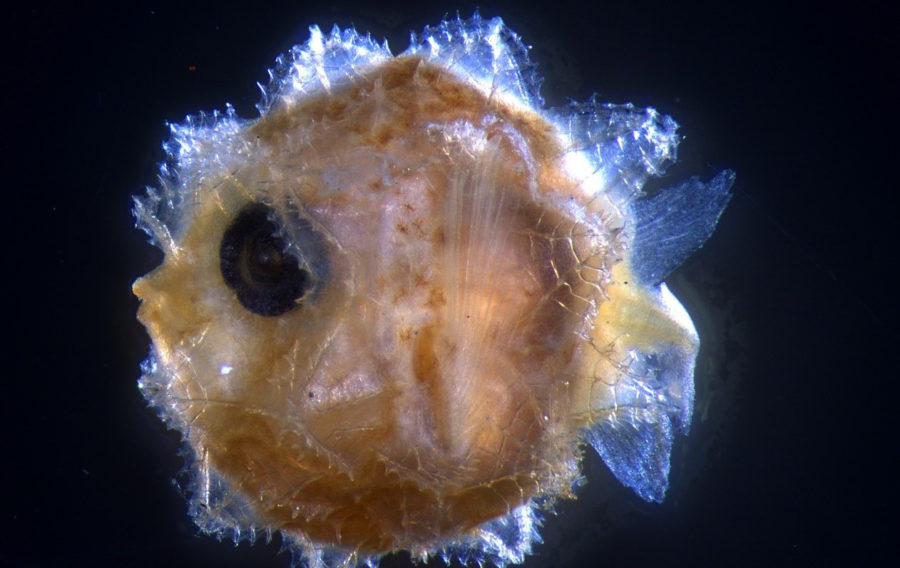 Rare baby sunfish reveal early life of one of the ocean’s weirdest fish ...