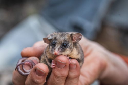Help save the Mountain Pygmy Possum
