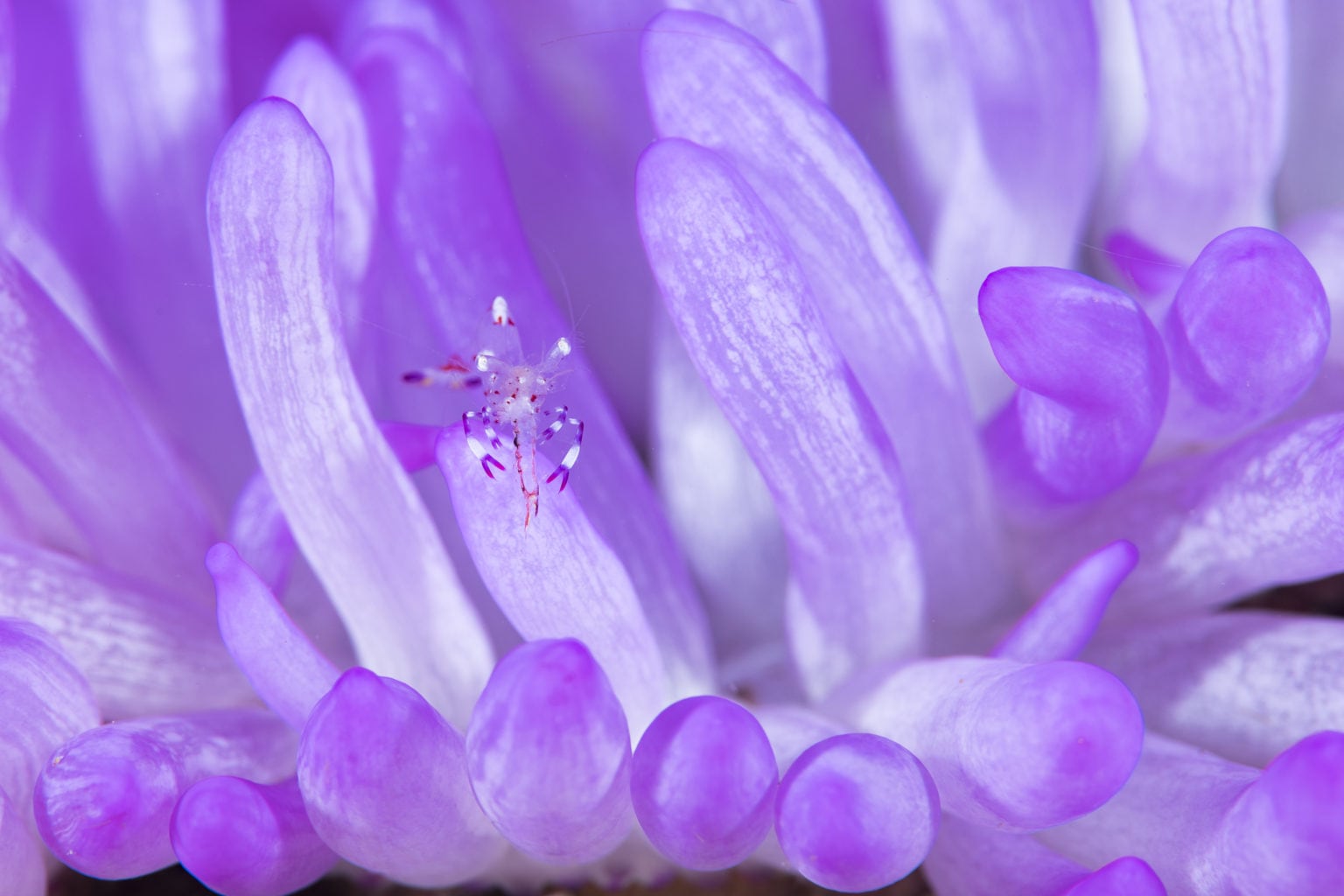 What is symbiosis? And what makes a relationship symbiotic ...