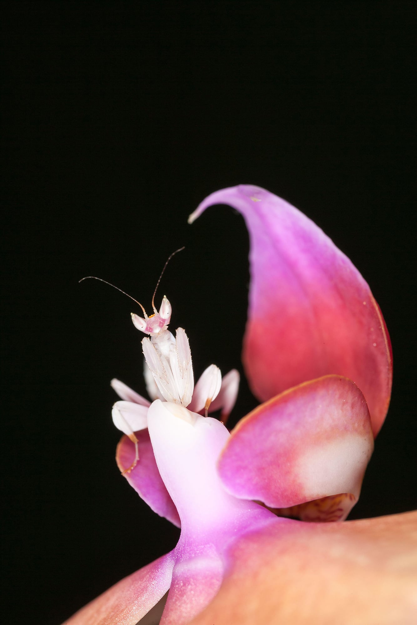 Orchid mantis babies are strange little aliens - Australian Geographic