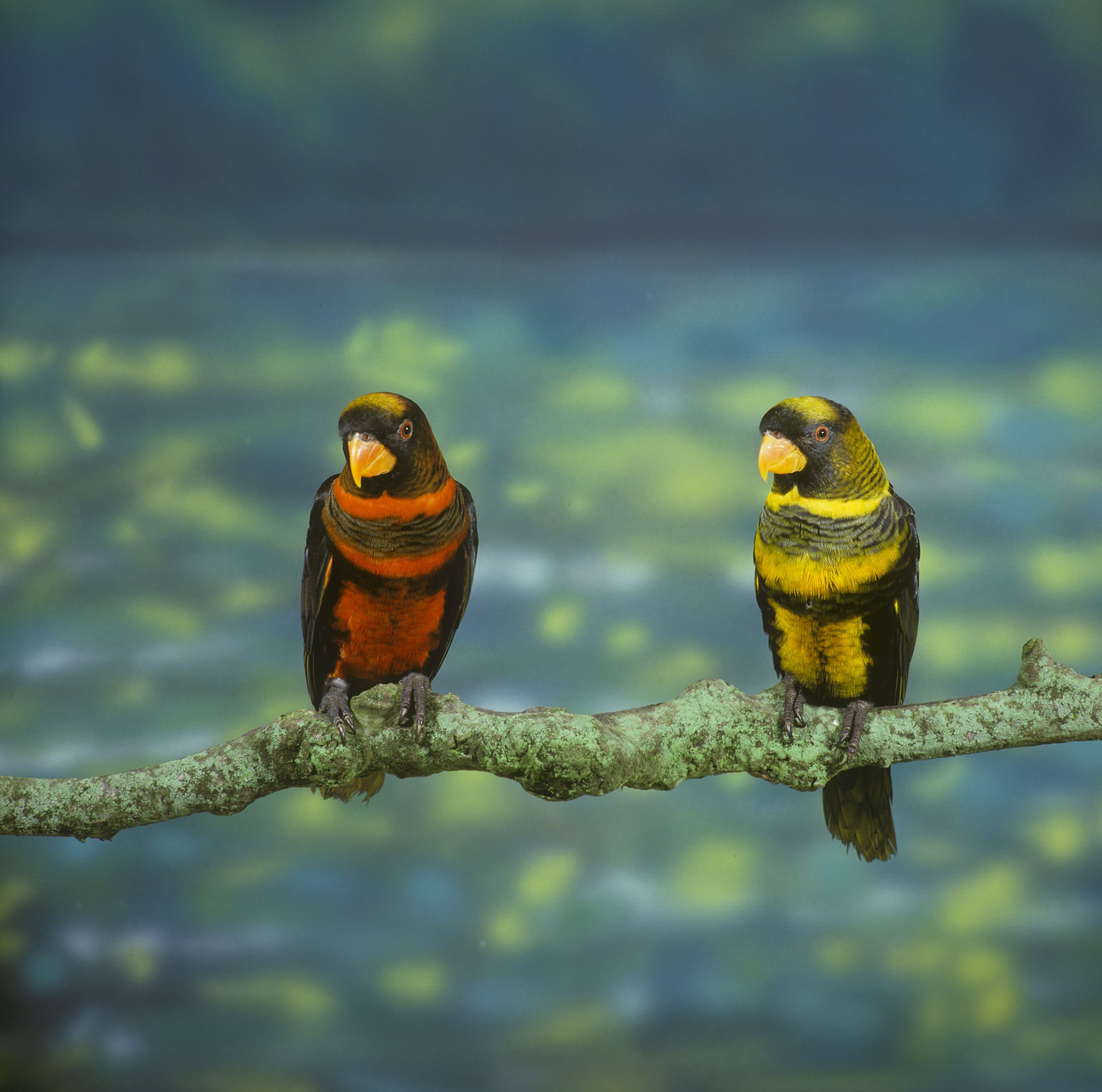 The dusky lory looks like a bird born from embers - Australian Geographic