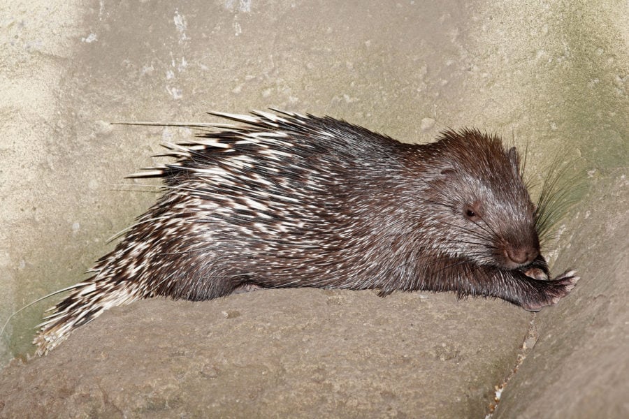 The Sunda stink badger is the cutest little stinker - Australian Geographic