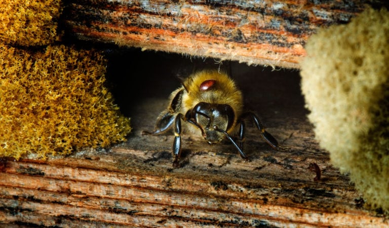Scientists are developing a world-first varroa mite pesticide ...