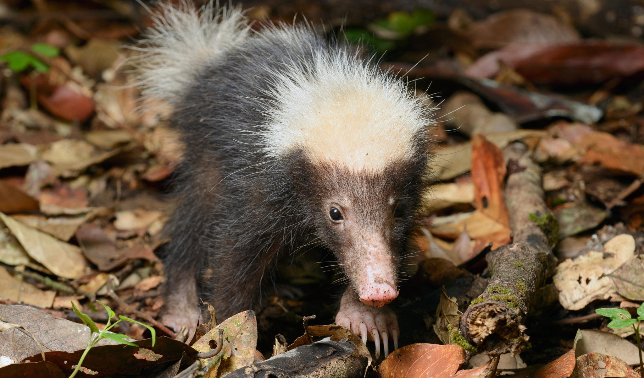 The Sunda stink badger is the cutest little stinker - Australian Geographic