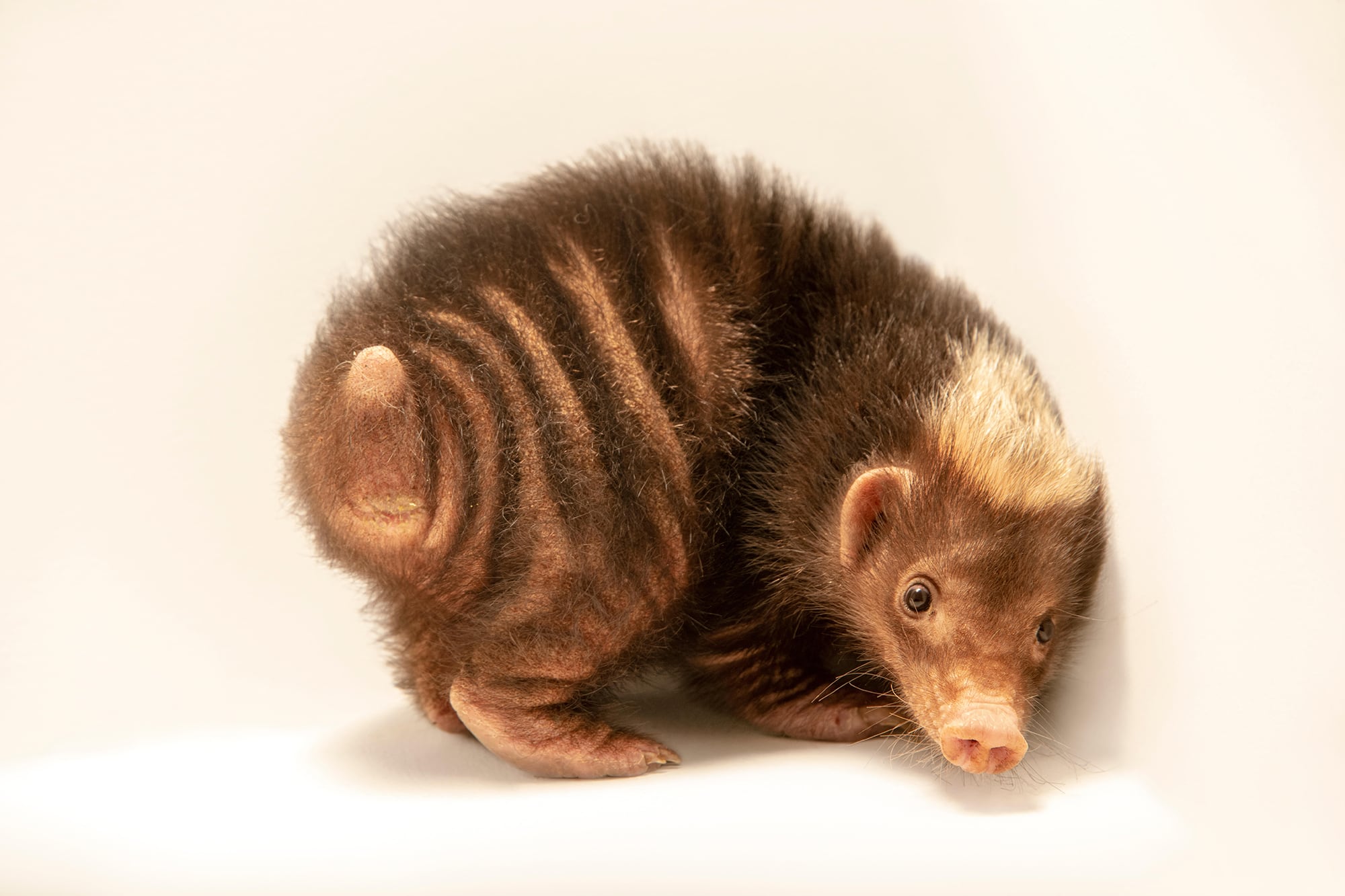 The Sunda stink badger is the cutest little stinker - Australian Geographic