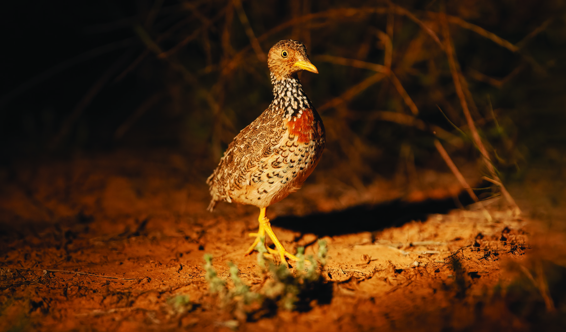 Population boom for one of the world's most unique and endangered birds ...
