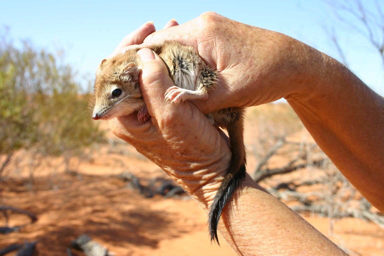 19 crest-tailed mulgaras have been released in NSW for the first time ...