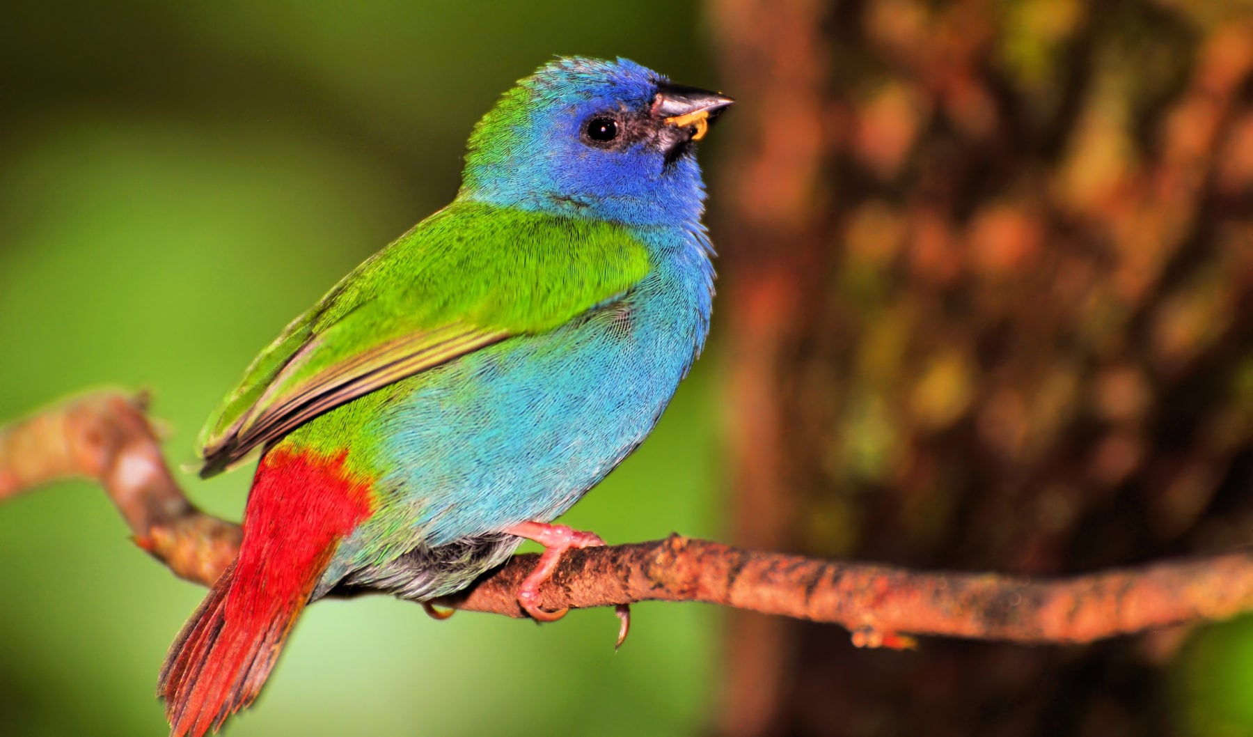 The tricoloured parrot finch is a jewel-toned beauty - Australian ...