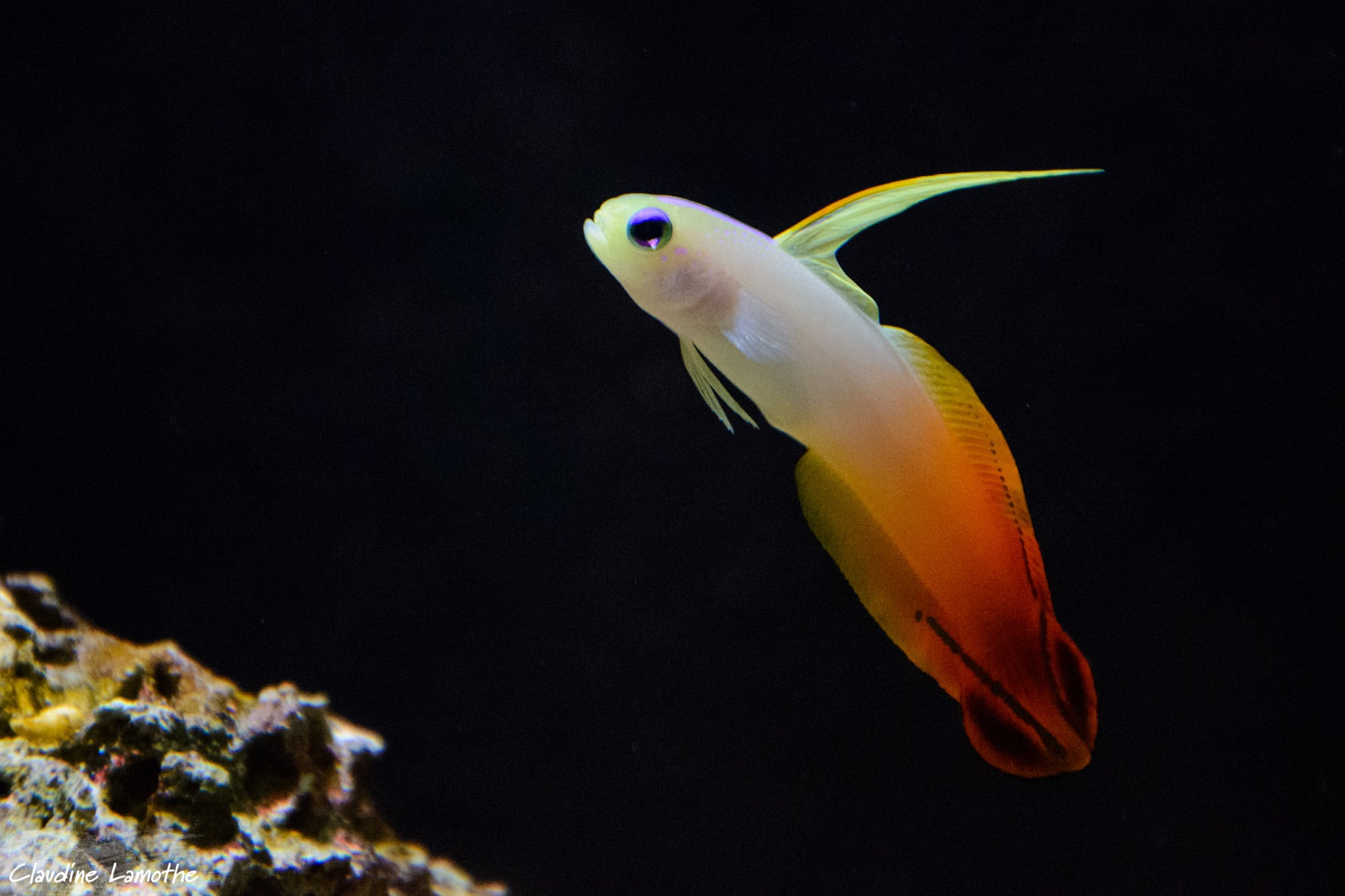 Everyone back up, this dartfish looks mad as heck - Australian Geographic