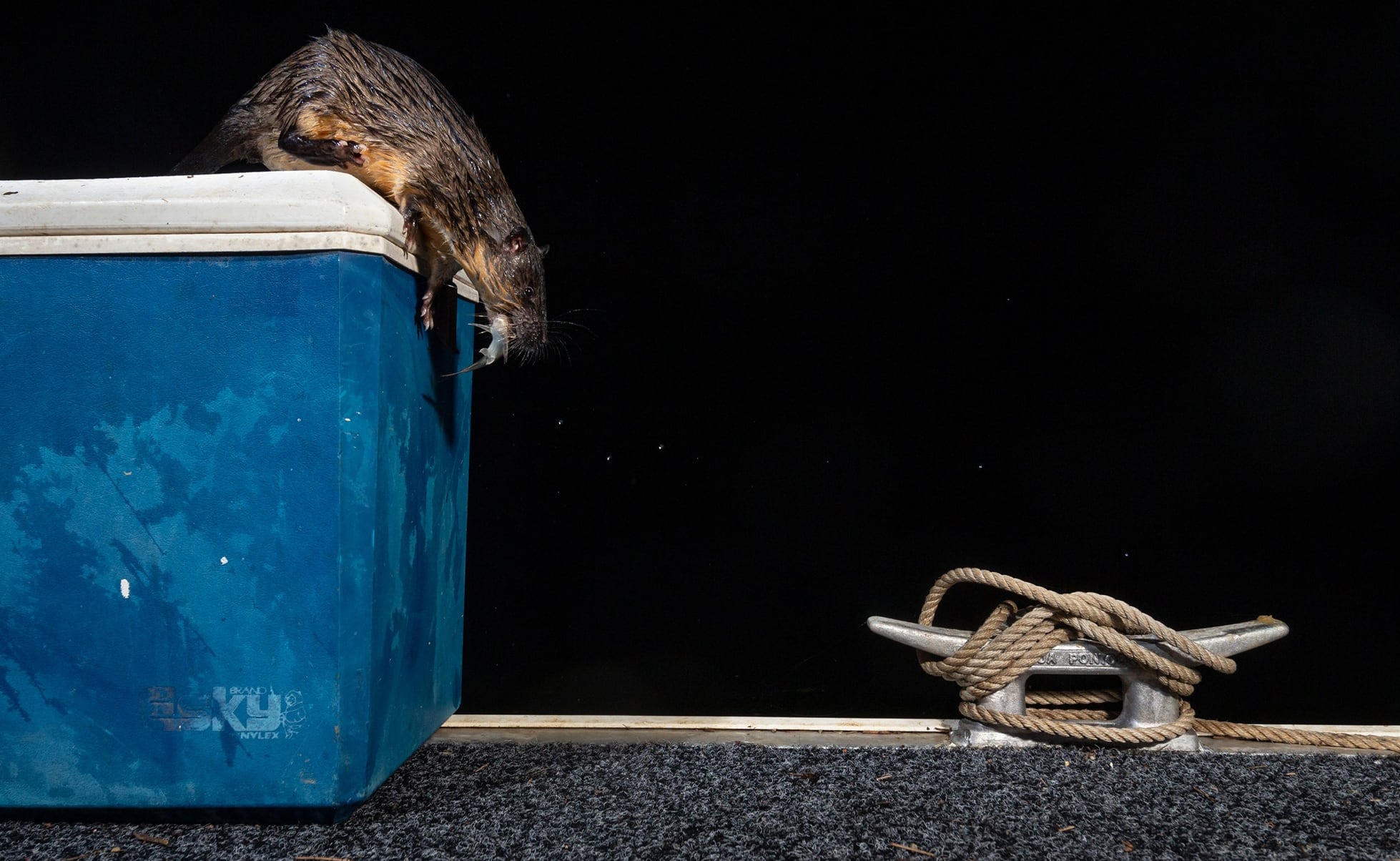 A cunning rakali swipes a feed from an unsuspecting fisherman ...