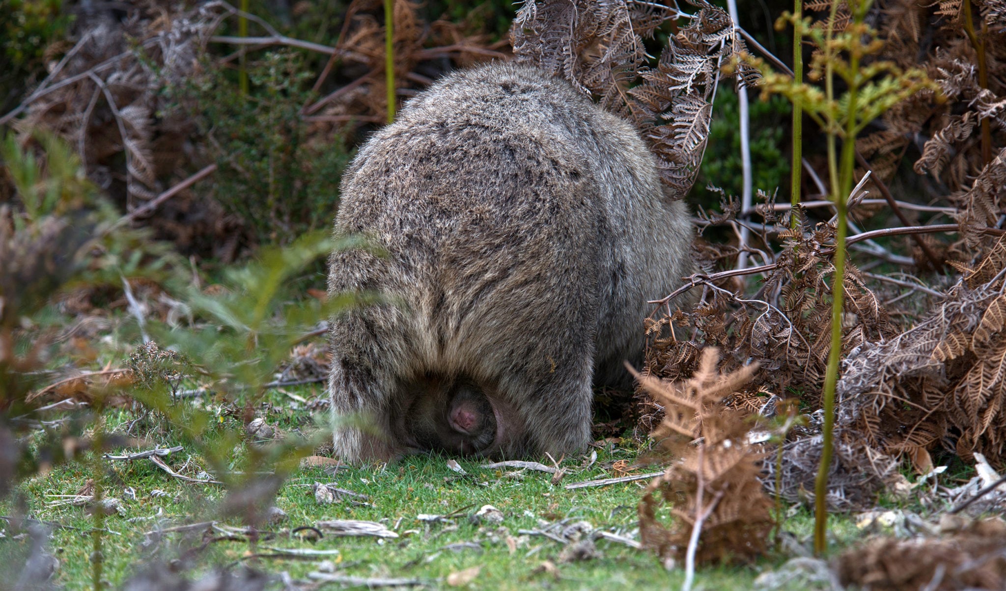 Wombat bums: there's more than meets the eye - Australian Geographic
