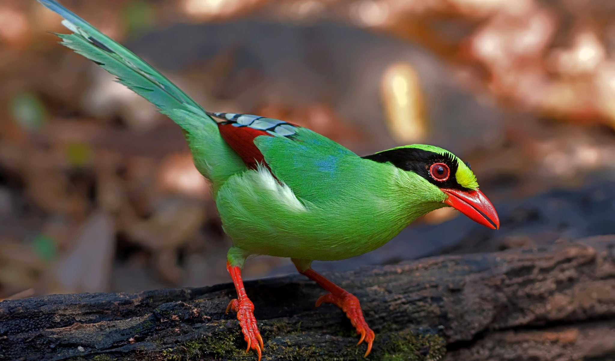 The common green magpie is anything but - Australian Geographic