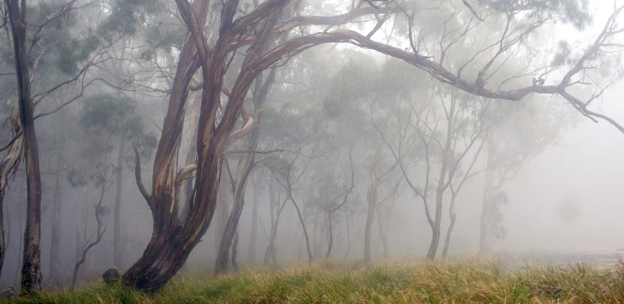 Greater good – could you destroy this glider’s home? - Australian ...