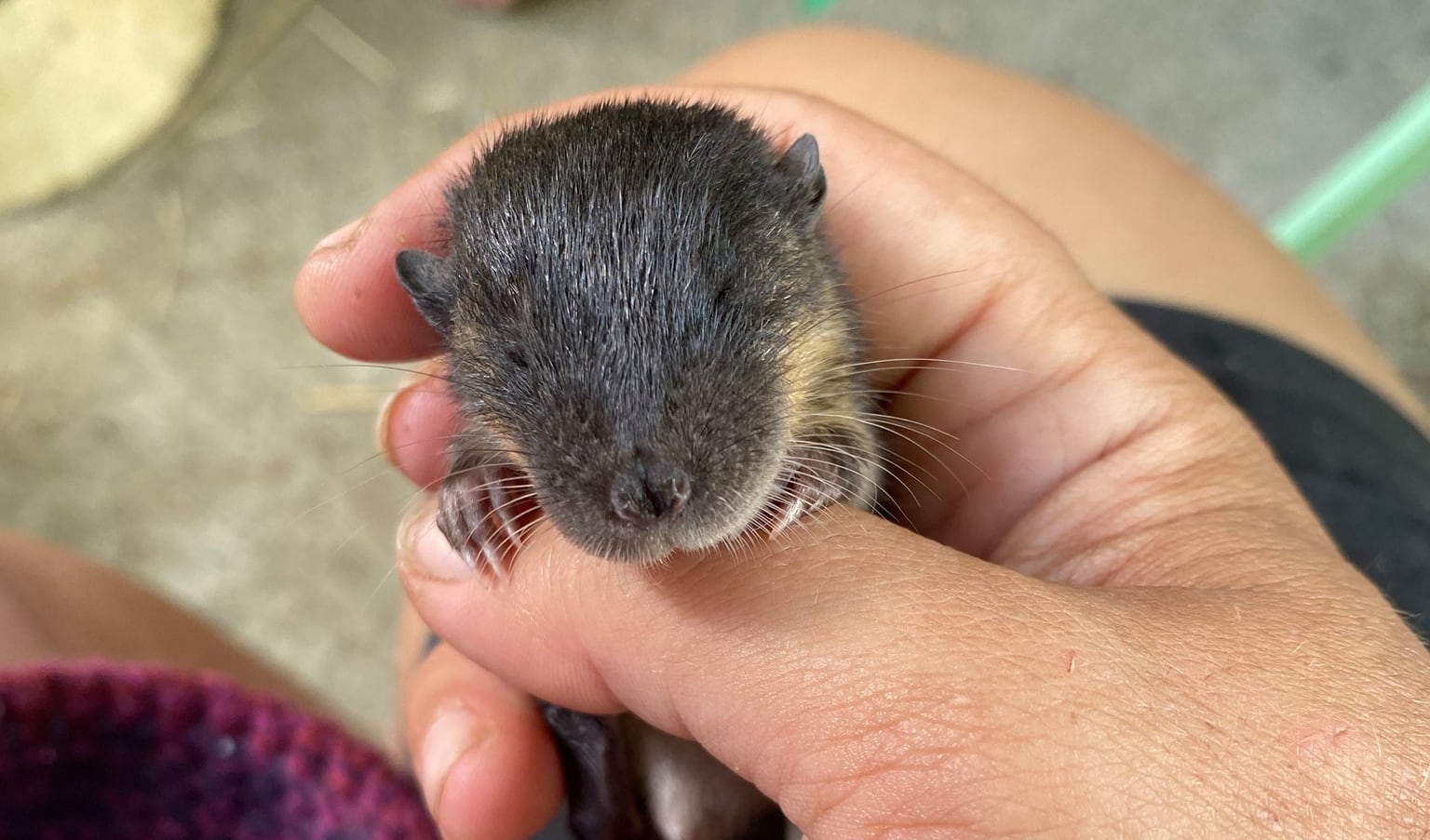 Rakali pups are too cute to handle - Australian Geographic