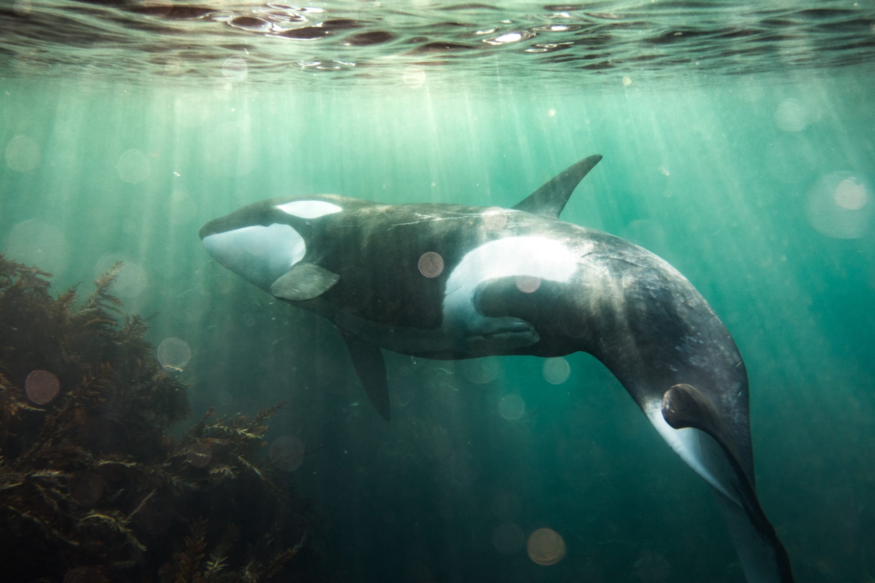 Top 10 Killer Whale Facts - Australian Geographic Top 10 Killer Whale Facts - Australian Geographic