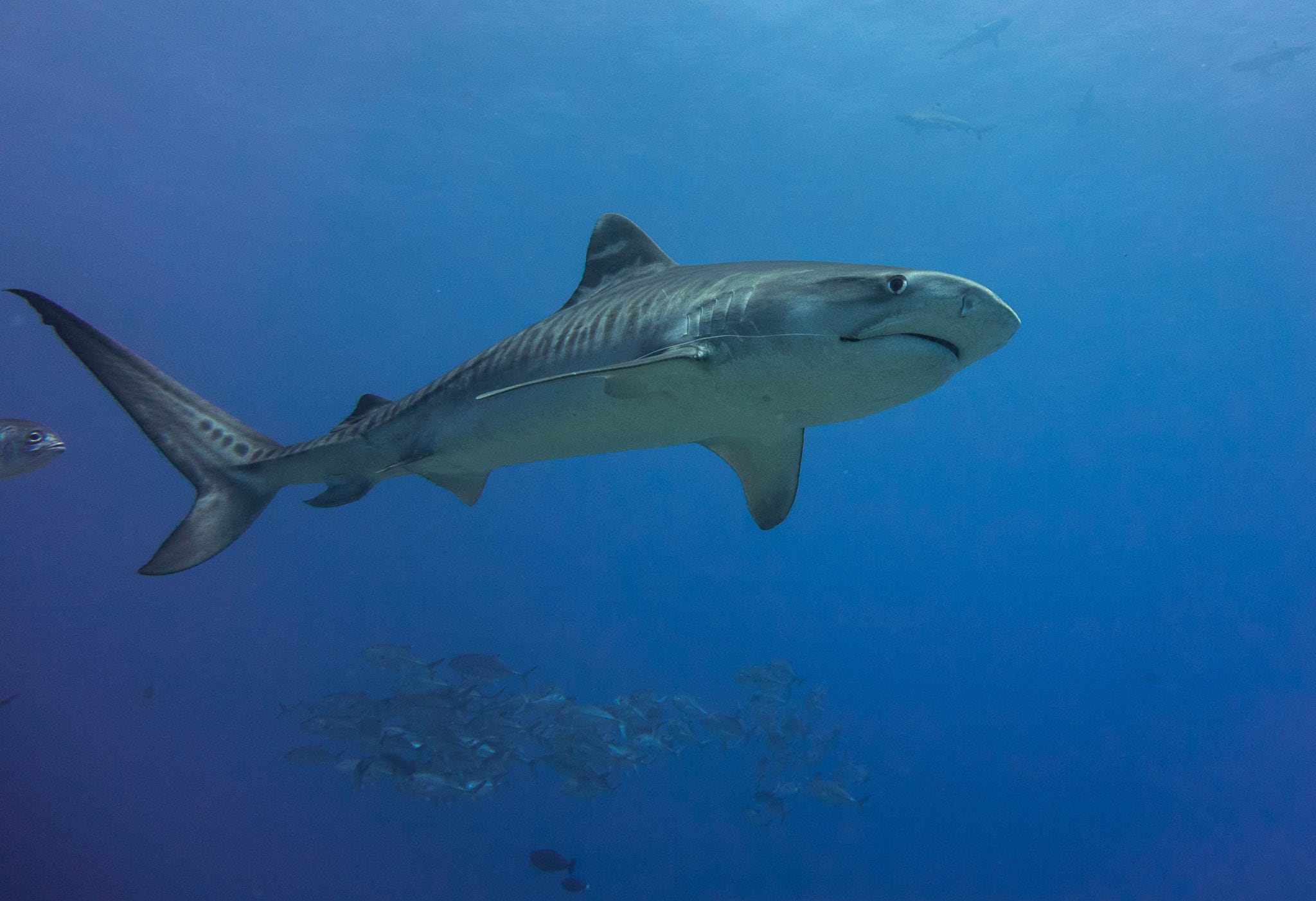 The truth about sharks - Australian Geographic