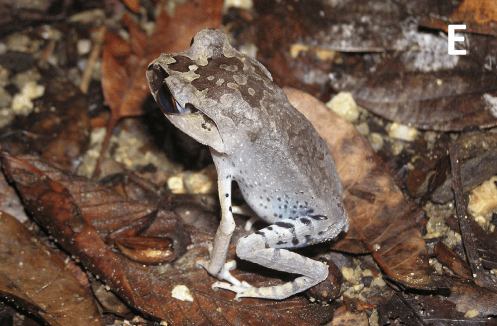 The spotted litter frog sits like a human and it has us crying ...