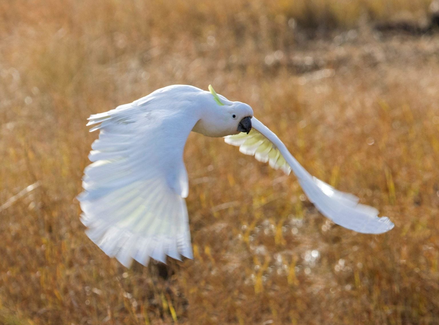 The most-counted Aussie bird of 2020? - Australian Geographic