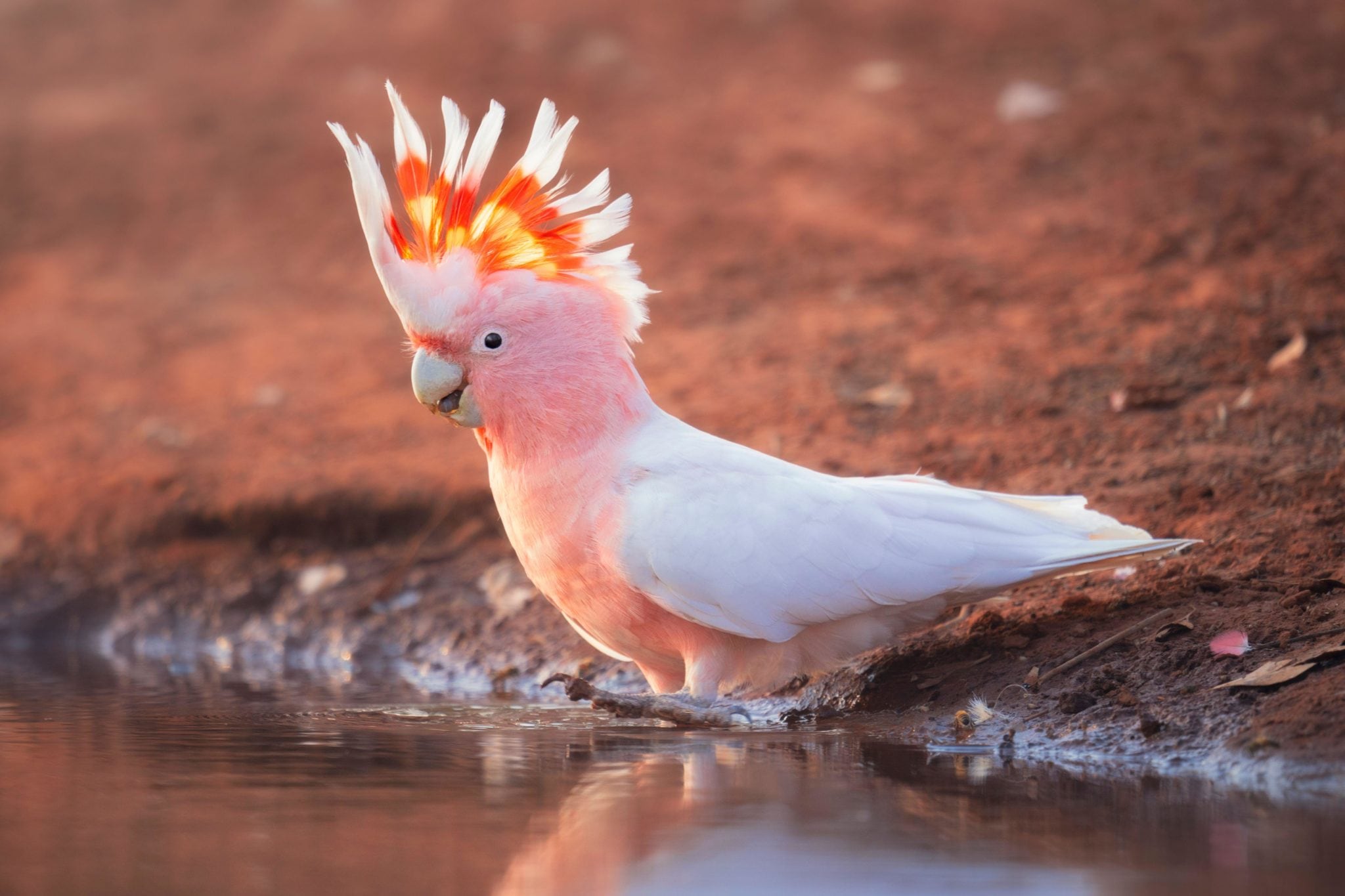 The best bird watching around Oz - Australian Geographic
