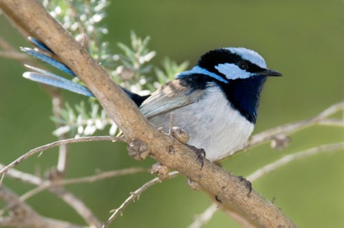 The most-counted Aussie bird of 2020? - Australian Geographic