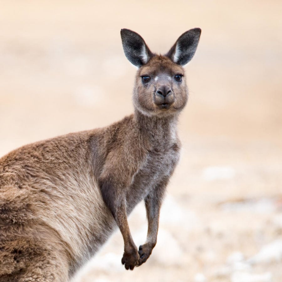 Kangaroo Island Wildlife and Conservation, South Australia - Australian ...