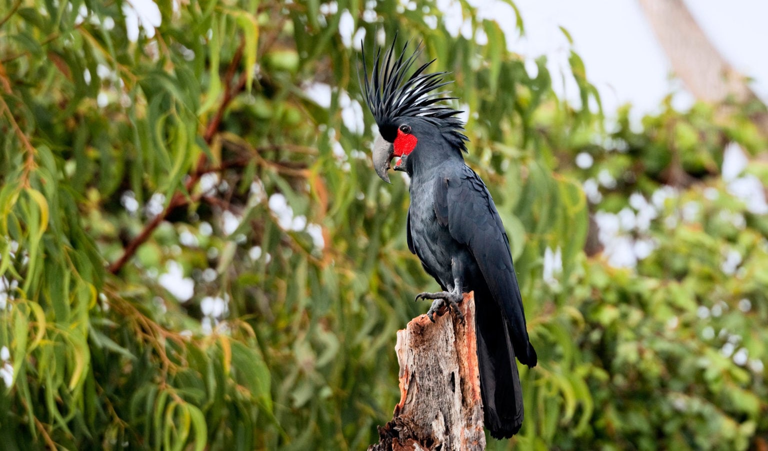 Palm cockatoo populations projected to halve in 50 years - Australian ...