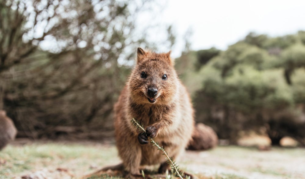 Quokka selfies: why we need to look beyond the smile - Australian ...