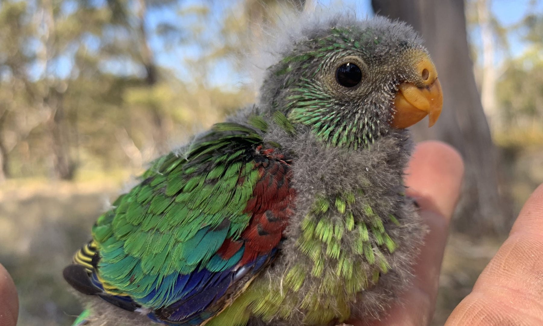 Less than 300 swift parrots remain in the wild - Australian Geographic