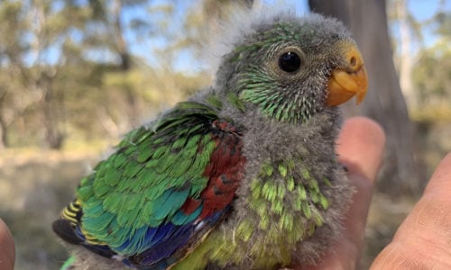 Less than 300 swift parrots remain in the wild - Australian Geographic