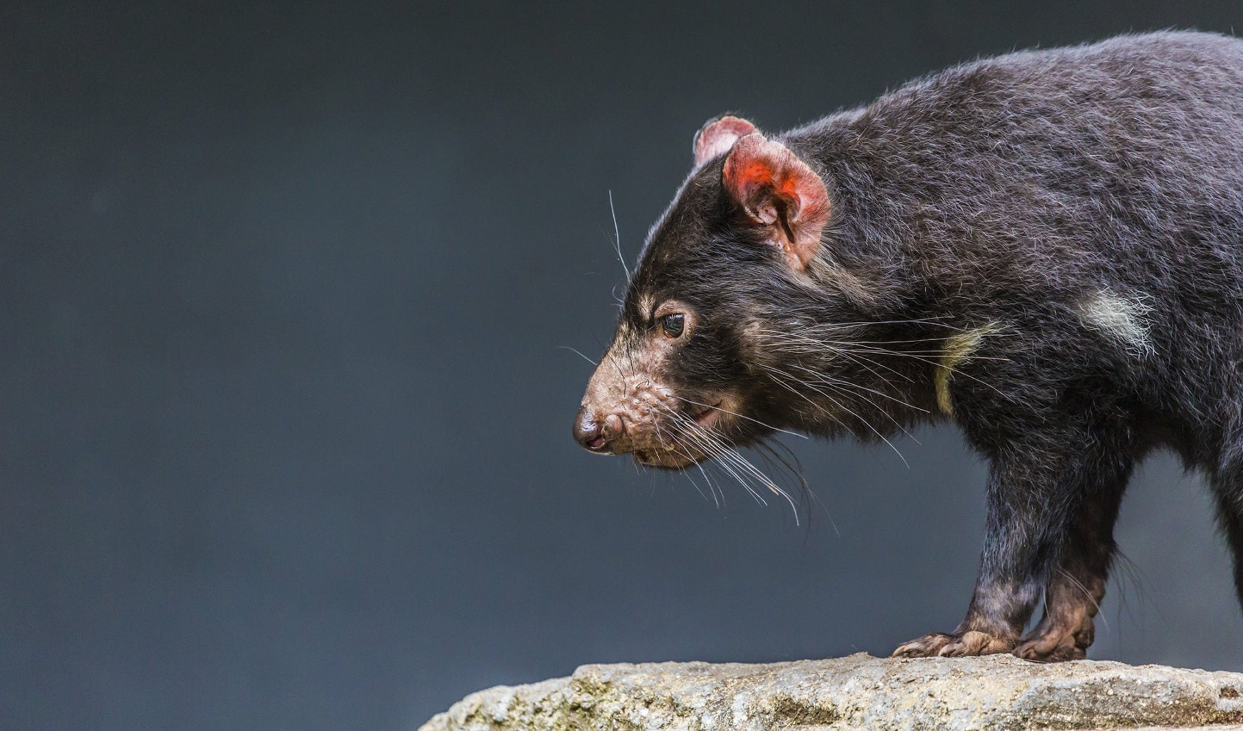 Tasmanian devils look set to conquer facial tumour disease - Australian ...