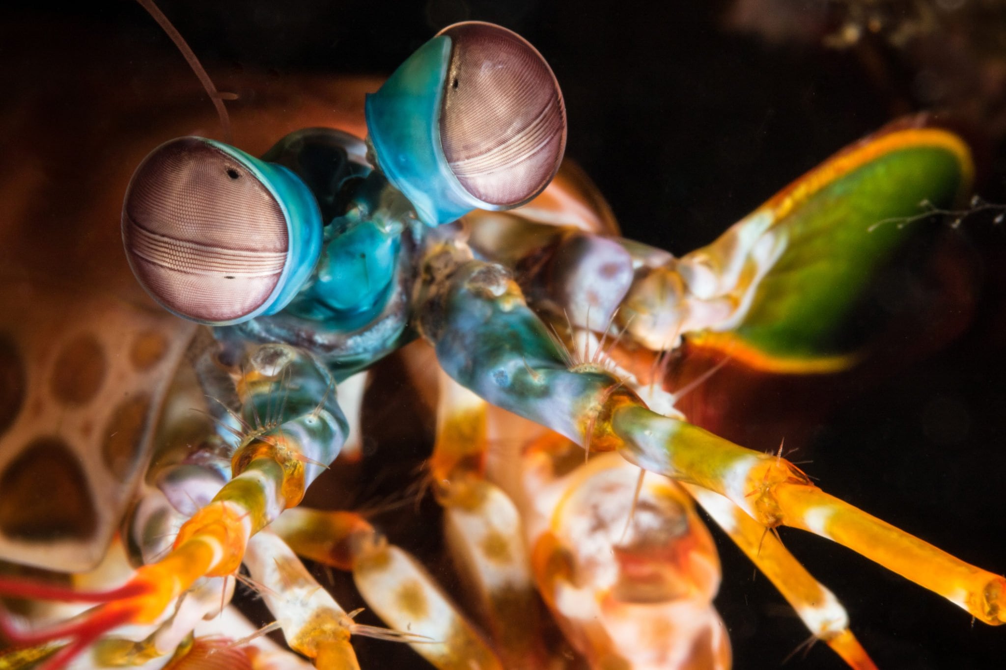 The peacock mantis shrimp is not here to make friends - Australian ...