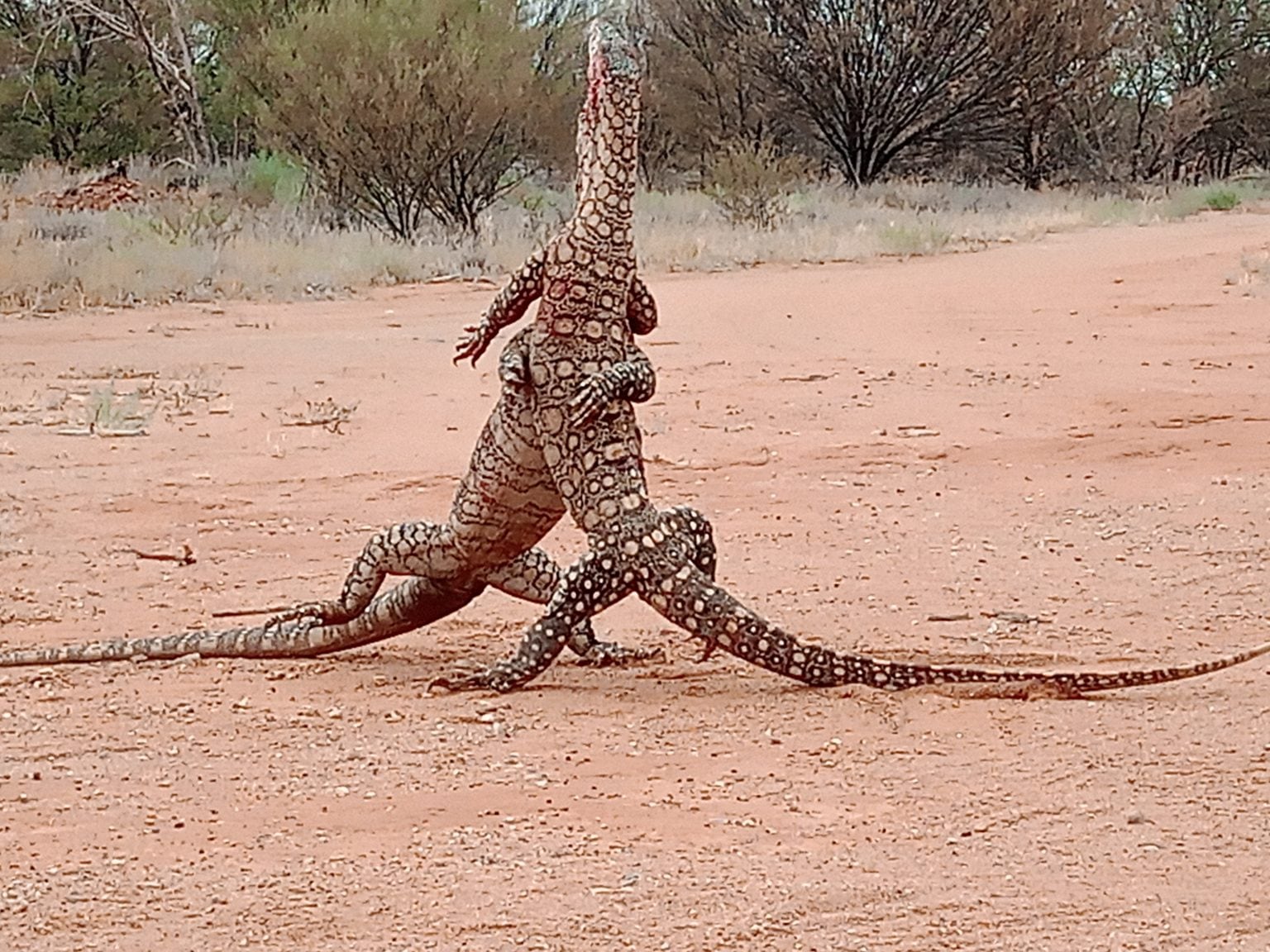 Perenties fight to (near) death - Australian Geographic