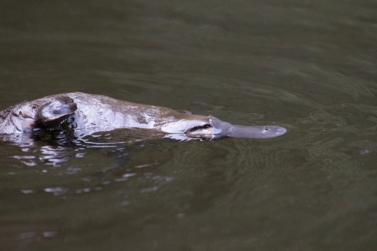 National icon, the platypus, declared a threatened species in Victoria ...
