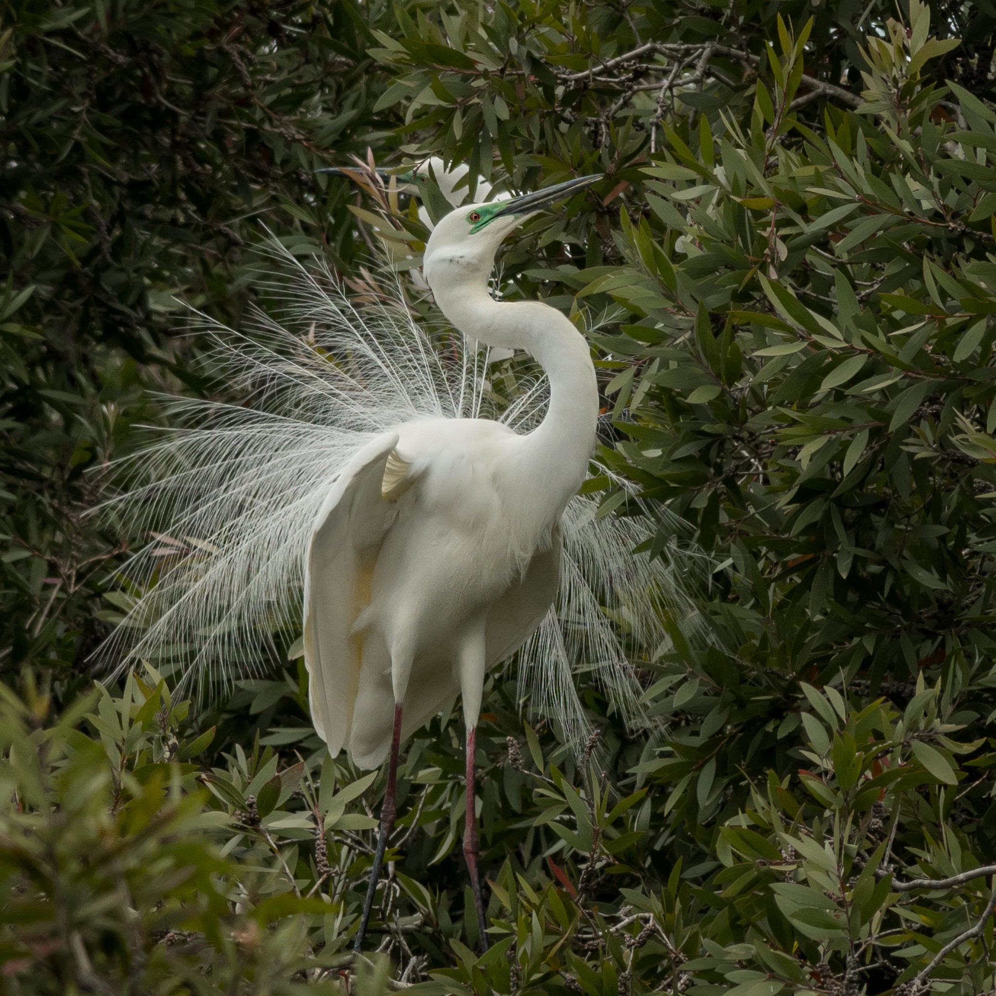 The eastern great egret looks like a proper Christmas angel ...