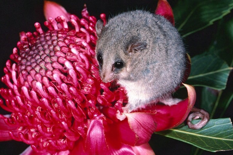 A guide to Australia’s adorable pygmy-possums - Australian Geographic
