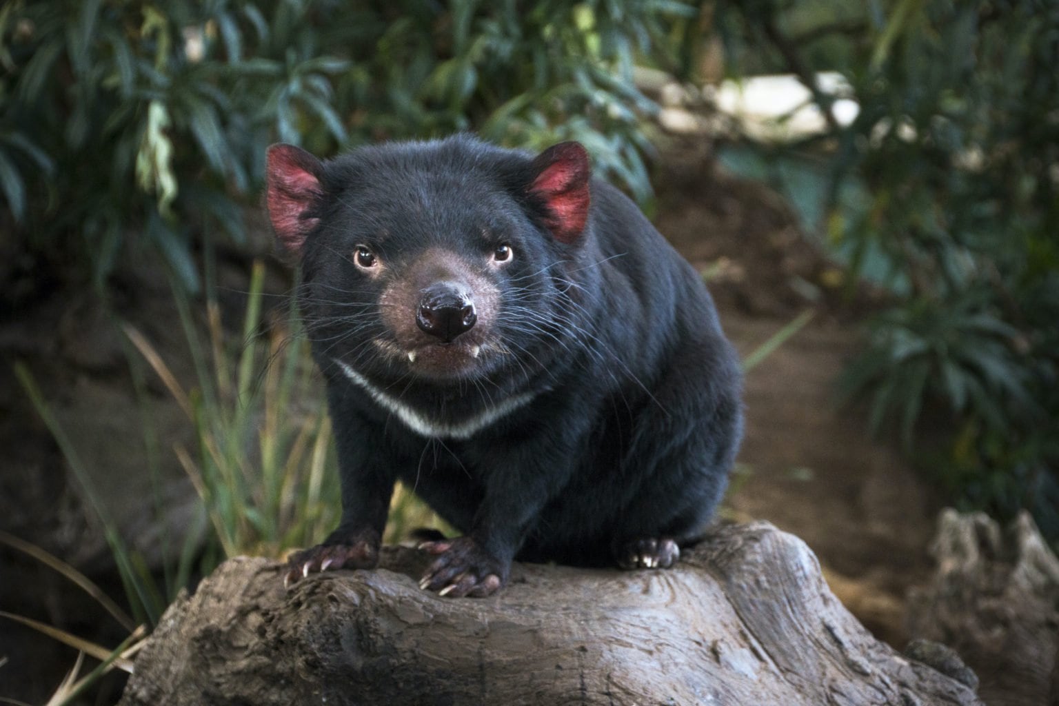 Fact File: Tasmanian devil (Sarcophilus harrisii) - Australian Geographic