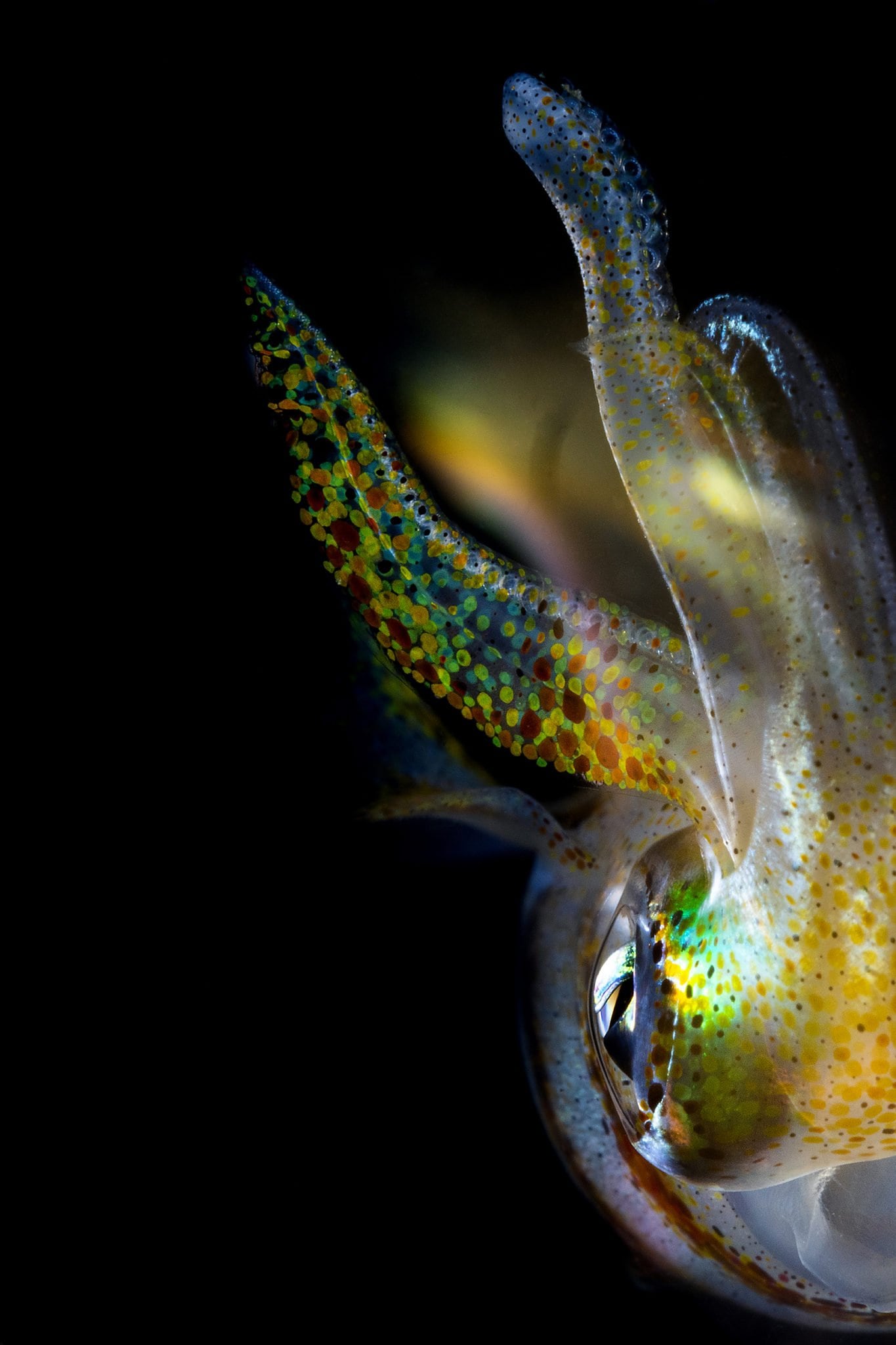 These photographs will make you see squids in a whole new light ...