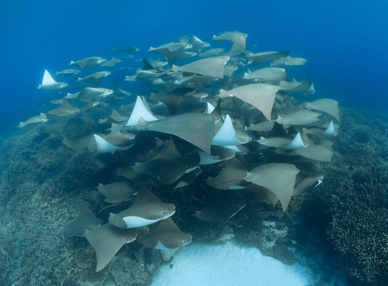 Rarely seen cownose rays flock to GBR: see the video - Australian ...