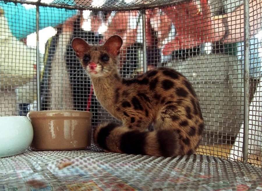 The Asiatic linsang looks like a really stretchy cat-possum cross ...