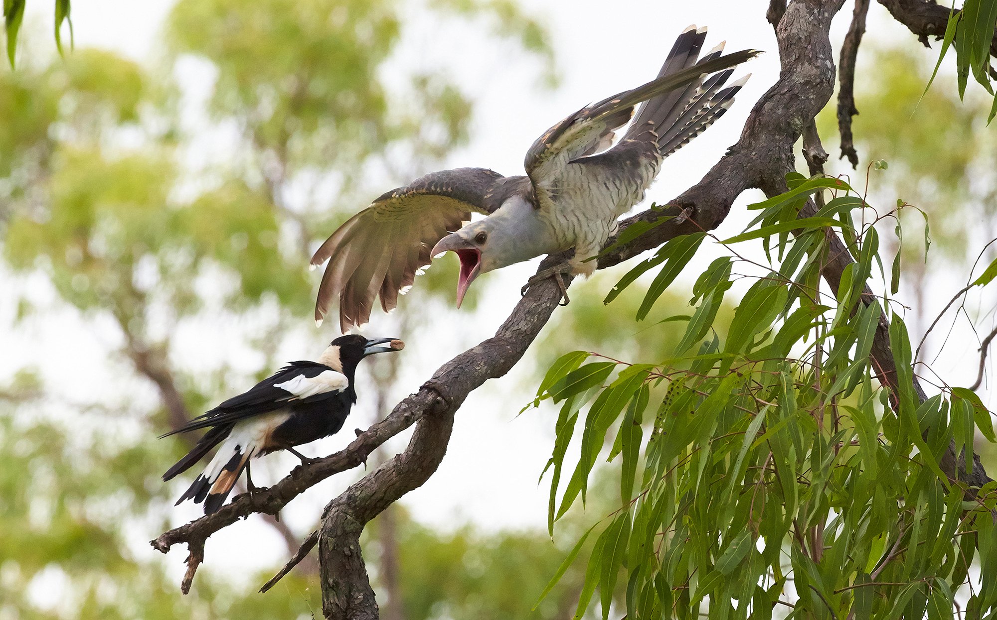The channel-billed cuckoo is a magpie’s worst nightmare - Australian ...
