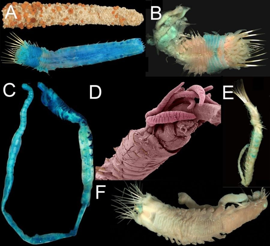 The weird worms of Australia's abyss - Australian Geographic