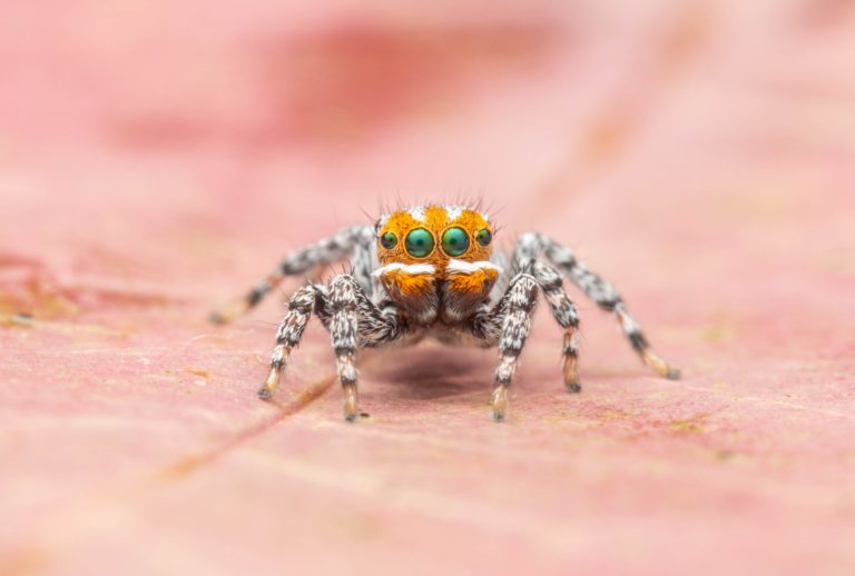 Meet Nemo, a new species of peacock spider - Australian Geographic