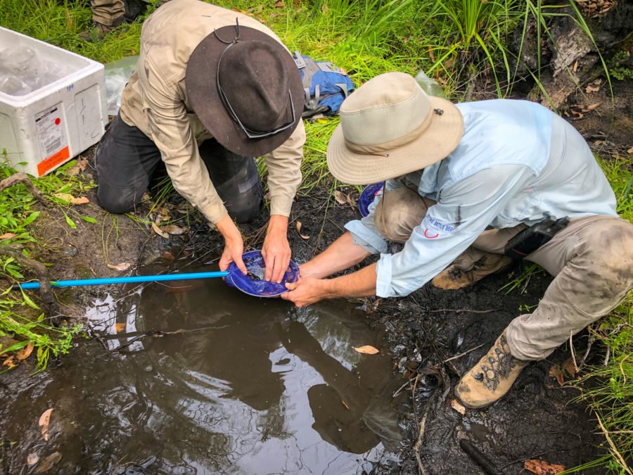 Scientists venture deep into Victorian forest to secure future for ...