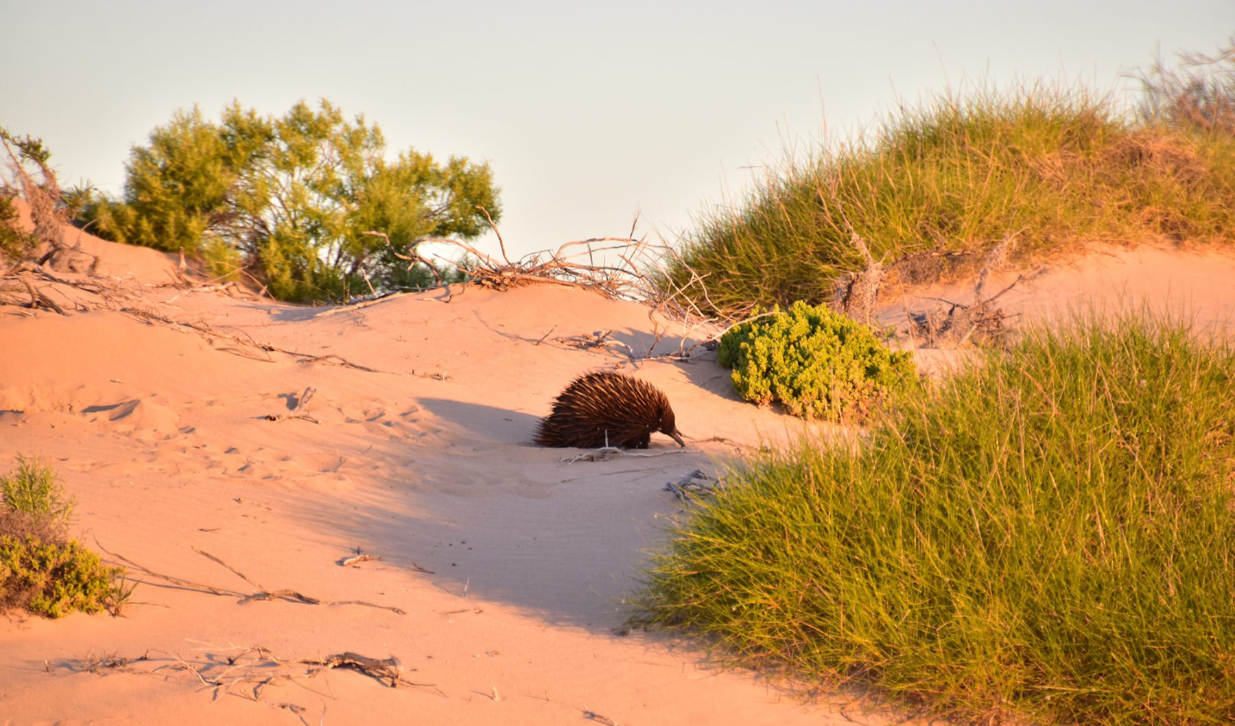 An echidna moves 8 trailer-loads of soil a year, and scientists say ...